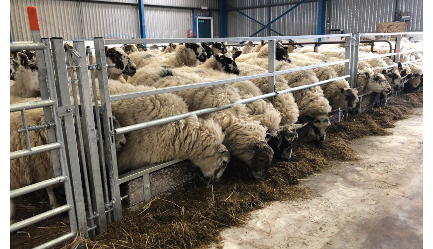 Ritchie Adjustable Horizontal Rail Feed Barrier | G Richardson Agri