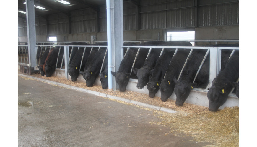 Ritchie Diagonal Feed Barrier | G Richardson Agri